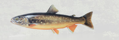 Seesaibling (Salvelinus alpinus salvelinus)
